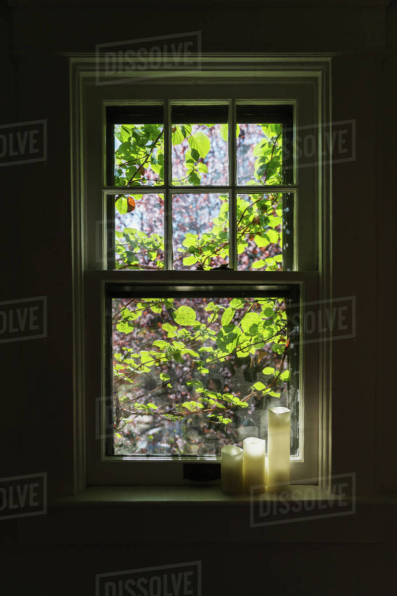 Vine outside open window - Stock Photo - Dissolve