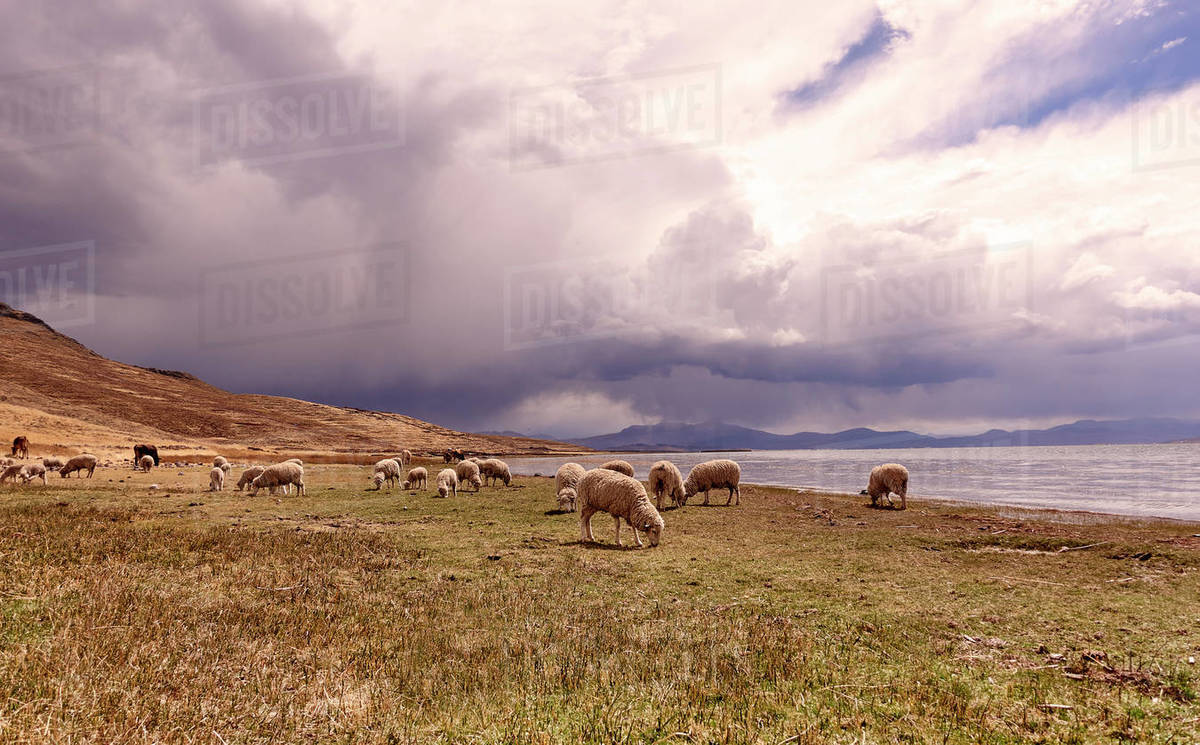 Peru, Sillustani, Sheep grazing in arid landscape - Royalty-free Stock ...