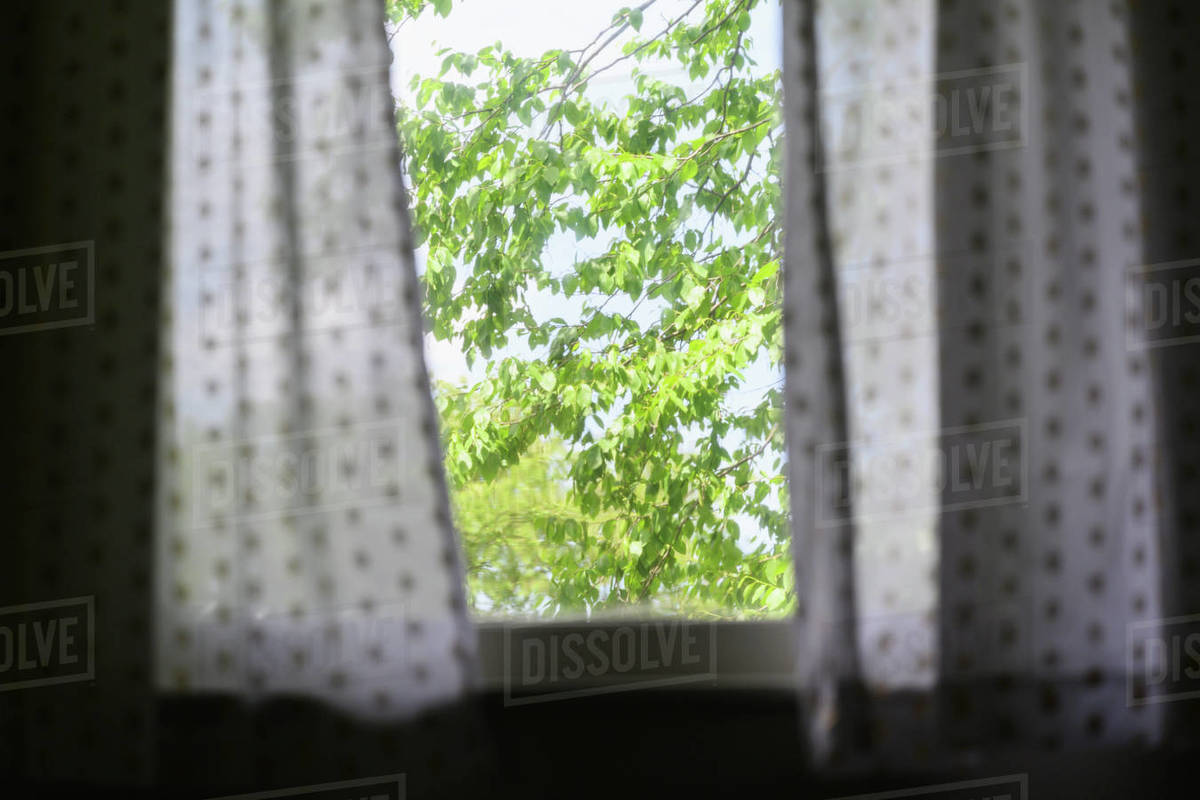 Summer trees seen through window - Stock Photo - Dissolve