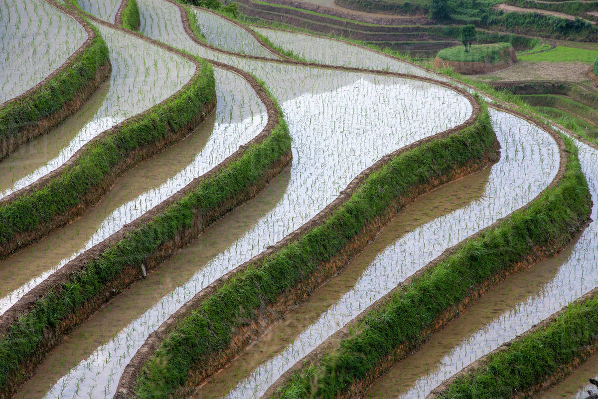 China, Guangxi, Guilin, Longsheng, Terraced rice fields - Royalty-free ...