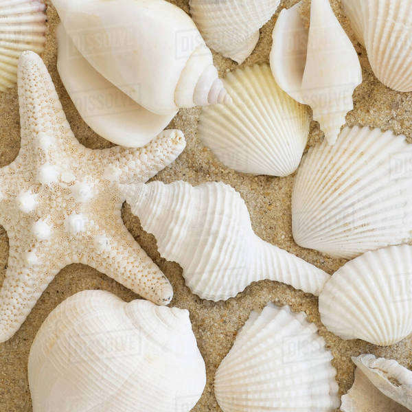 Studio shot of seashells - Royalty-free Stock Photo | Dissolve