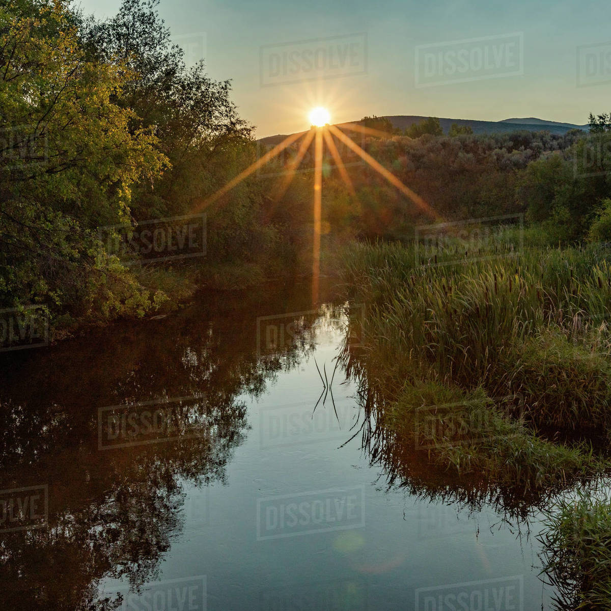 USA, Idaho, Bellevue, Trees reflecting in creek at sunrise - Royalty ...