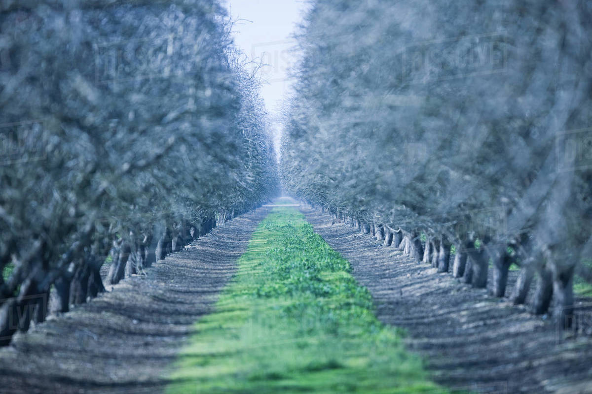 Path through rows of mature almond trees in early spring Almond Orchard ...