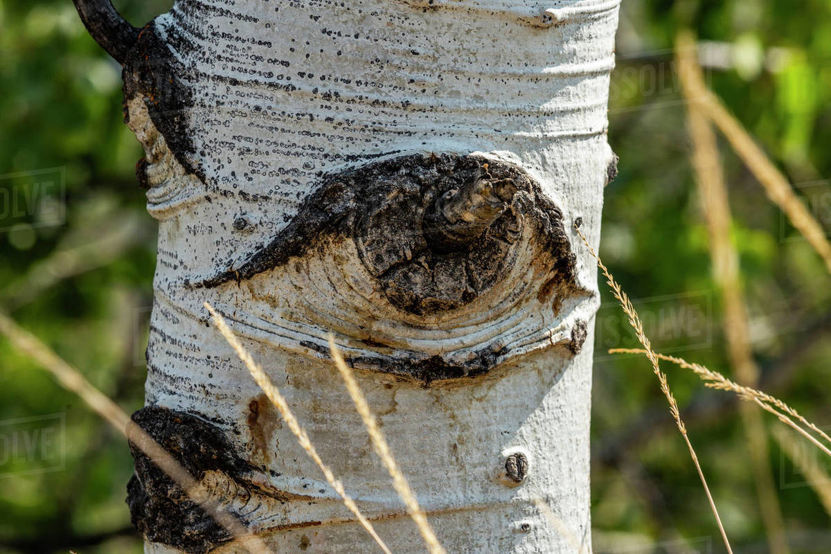 Eye-shaped formation in Aspen tree - Royalty-free Stock Photo | Dissolve