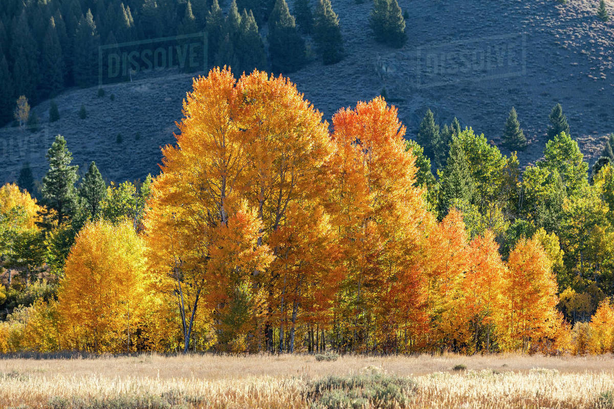 USA, Idaho, Sun Valley, Fall foliage - Royalty-free Stock Photo | Dissolve
