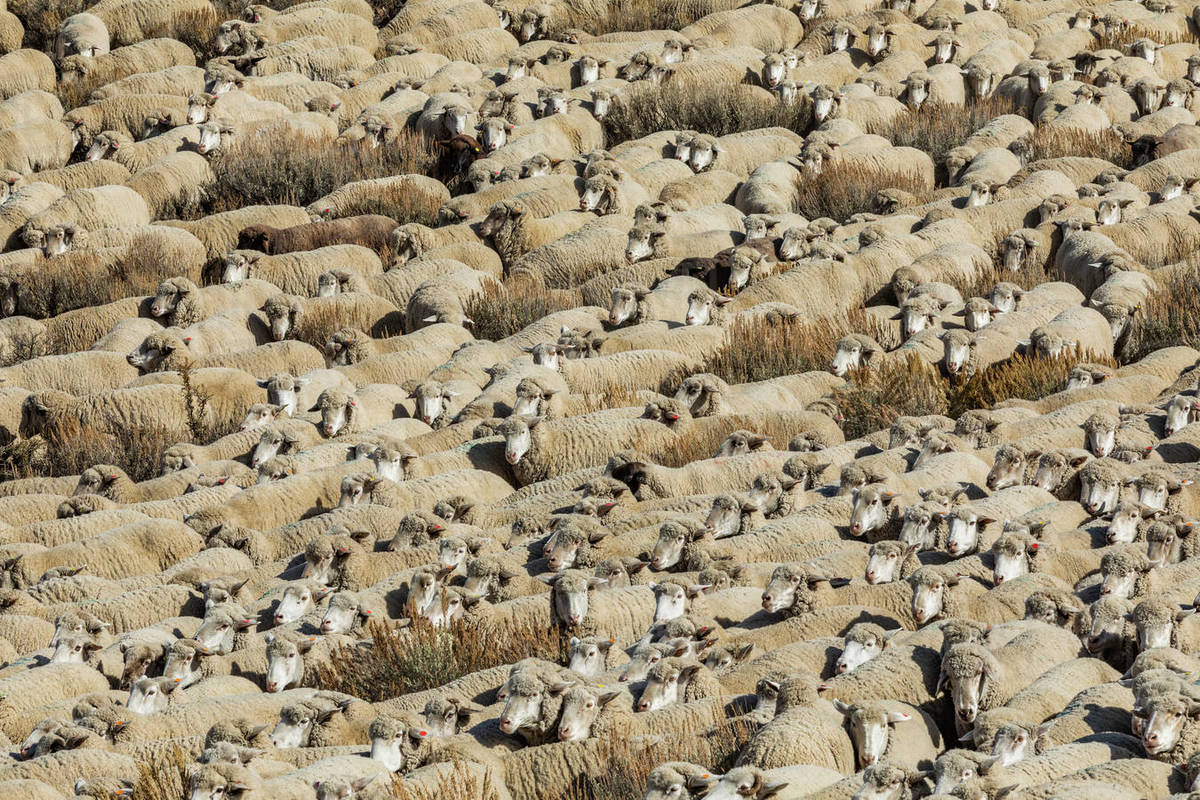 Flock of sheep in field ahead of Trailing of the Sheep Festival ...