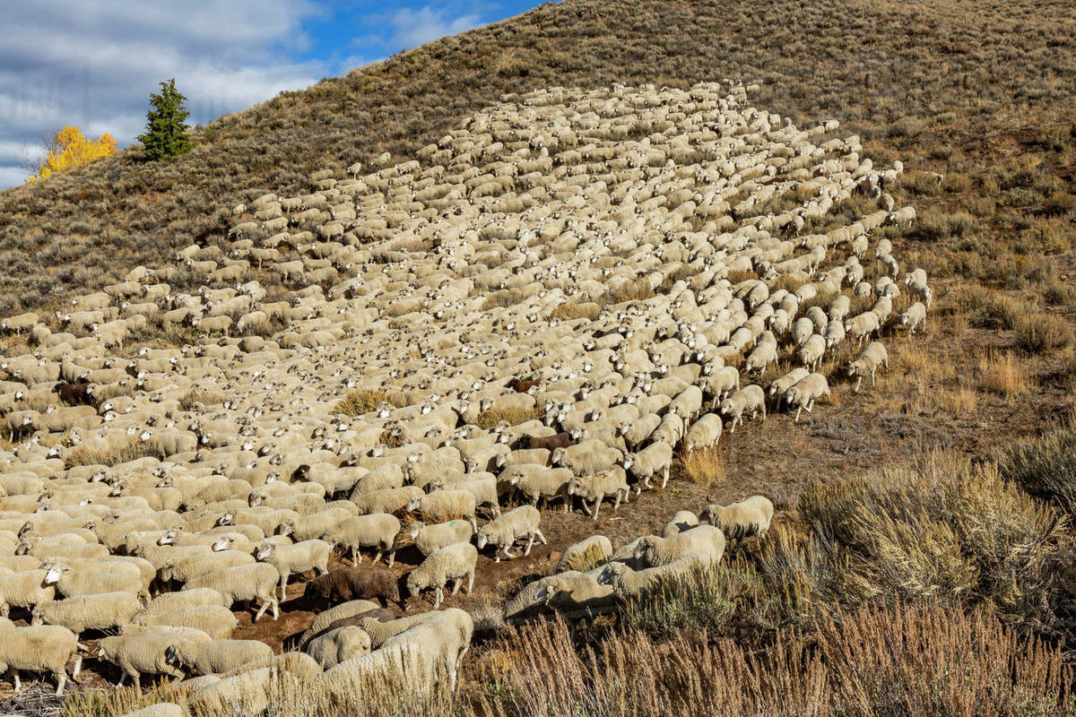 USA, Idaho, Ketchum, Flock of sheep on hillside ahead of Trailing of ...