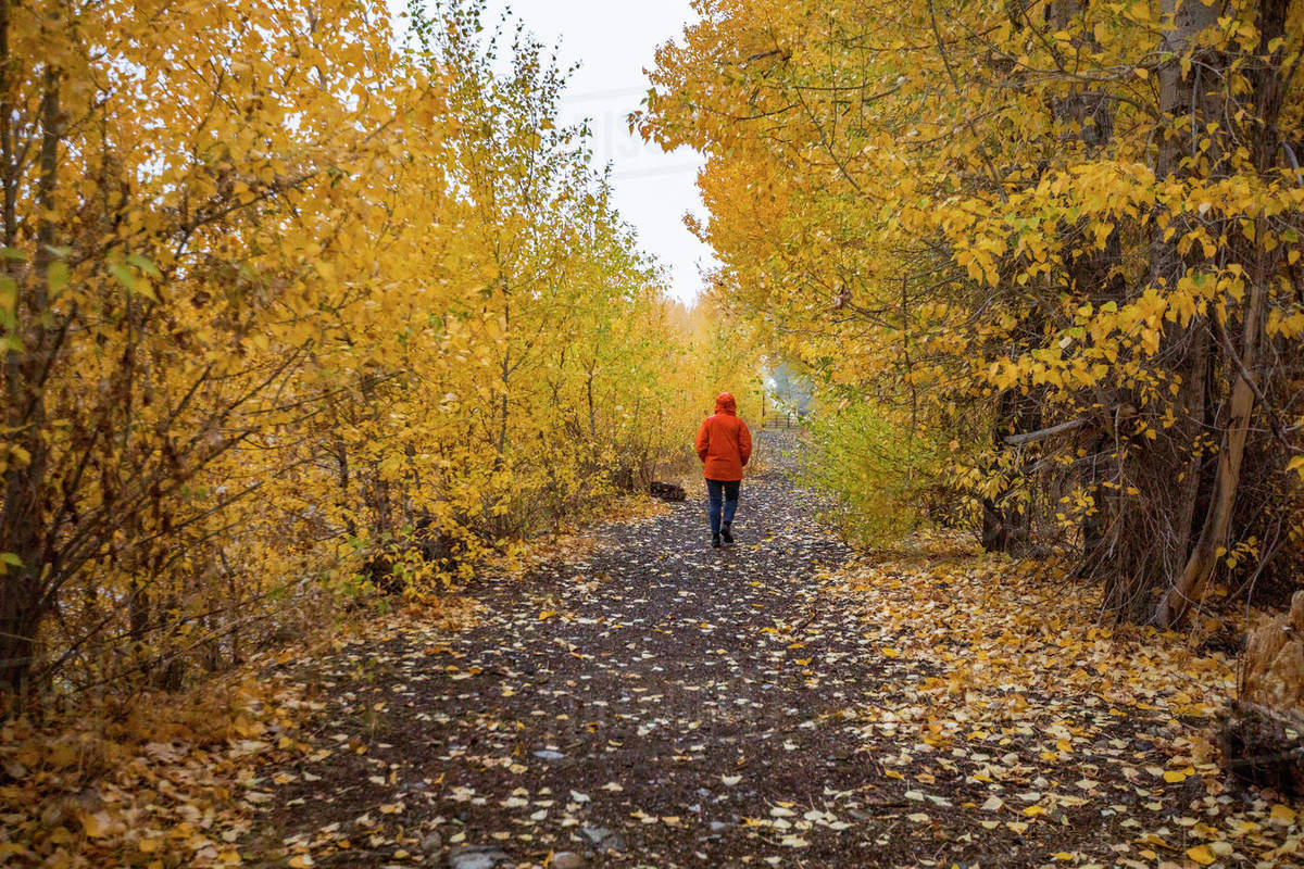 USA, Idaho, Bellevue, Rear view of woman walking on footpath covered ...