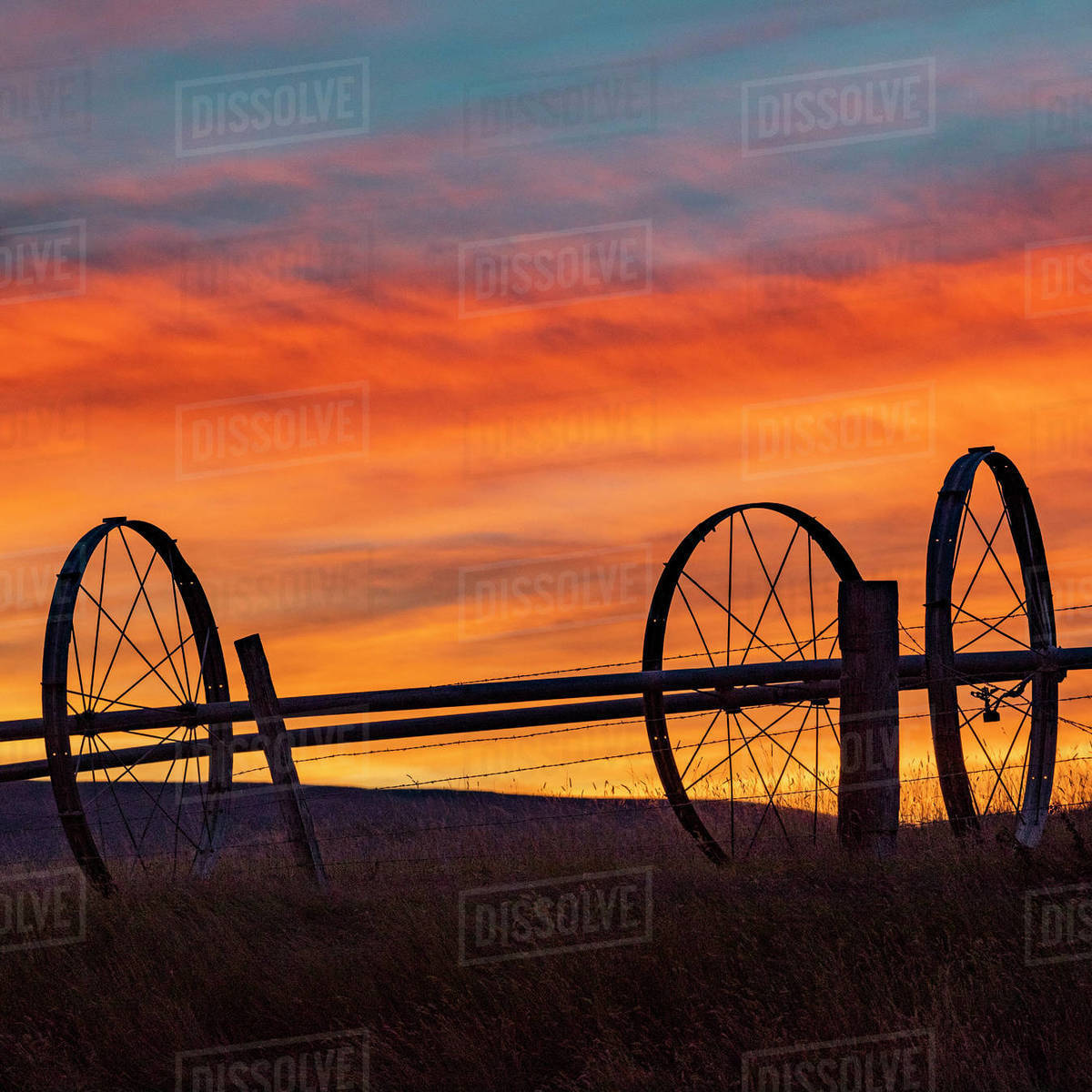 USA, Idaho, Bellevue, Silhouette of irrigation wheels in field at ...