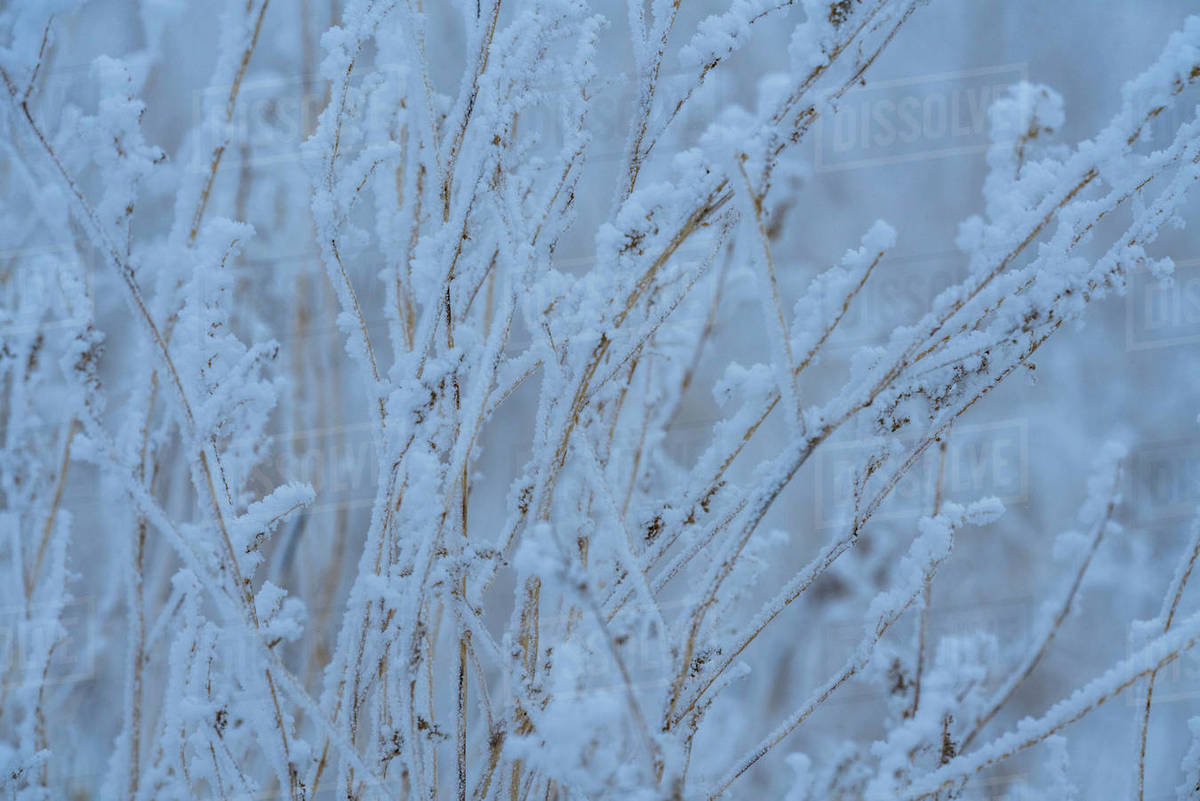 Close-up of frosty grass in field - Stock Photo - Dissolve