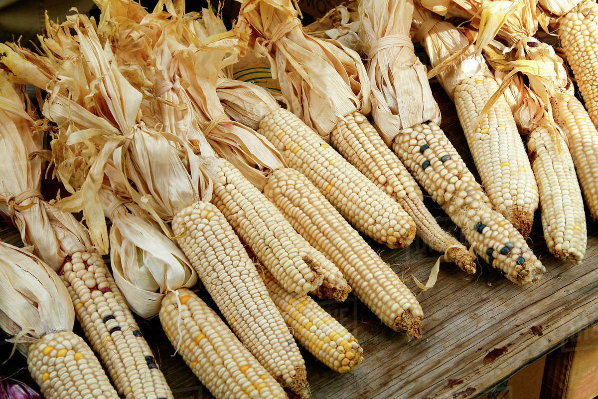 Dried Indian corn at farmers market - Royalty-free Stock Photo | Dissolve