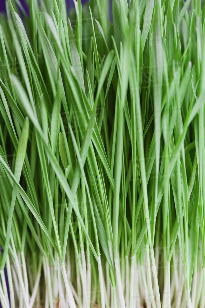 Close-up of wheatgrass - Royalty-free Stock Photo | Dissolve
