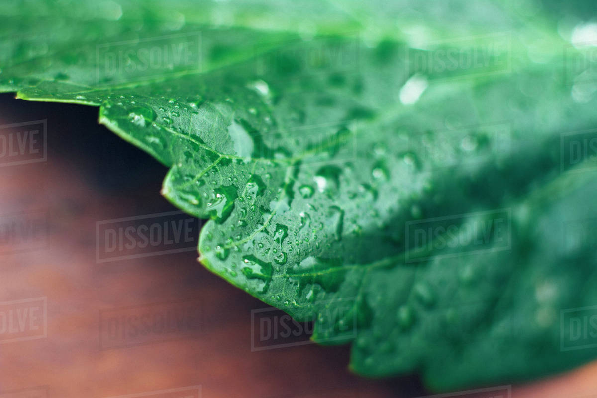 Studio shot of wet leaf - Royalty-free Stock Photo | Dissolve