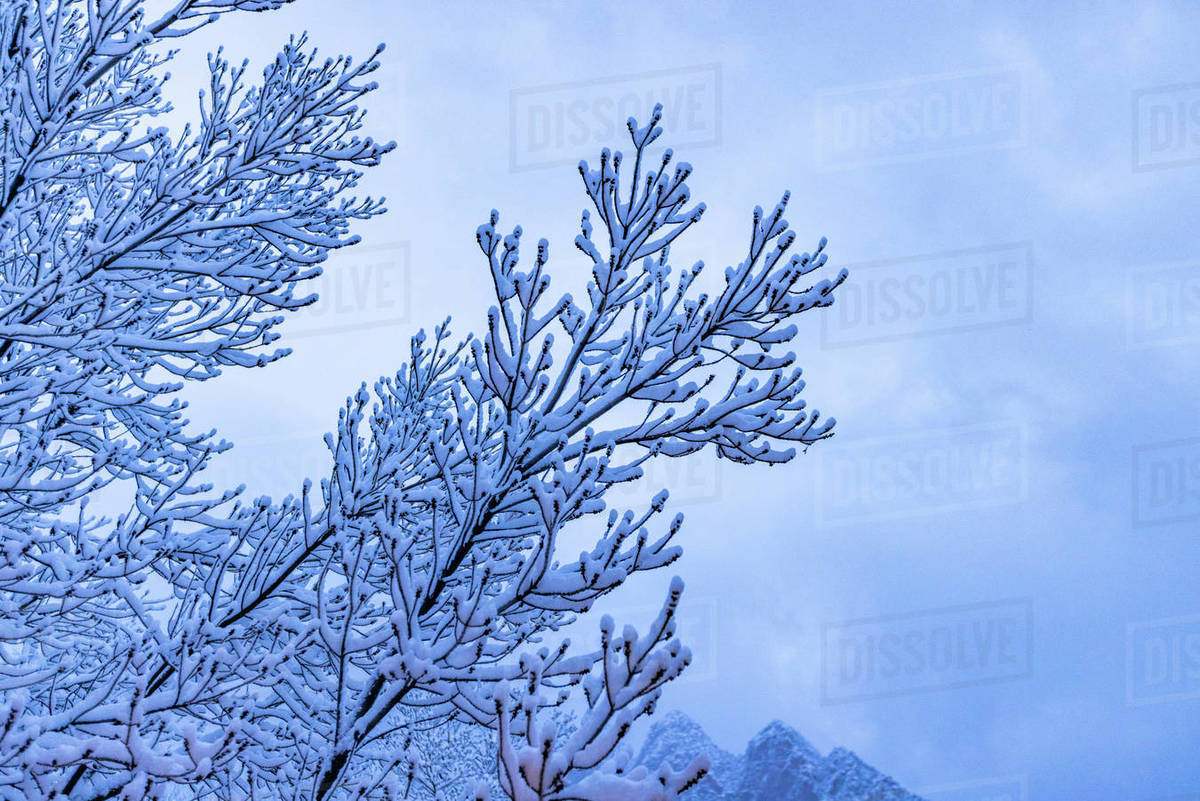 USA, Utah, Springdale, Zion National Park, Tree branch covered with ...