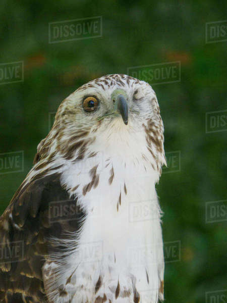 One eyed hawk looking at camera - Royalty-free Stock Photo | Dissolve