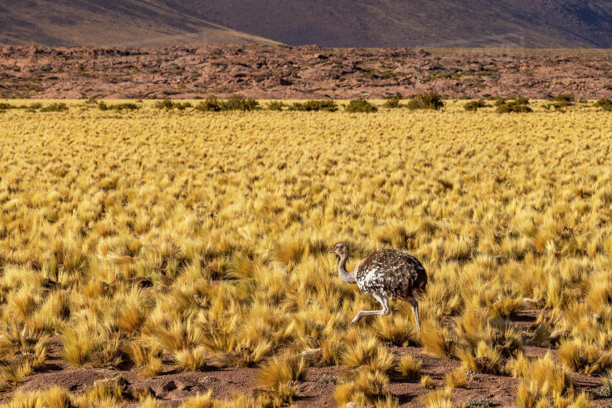 Peru, Antofagasta, Wild rhea, flightless bird, walking in Atacama ...