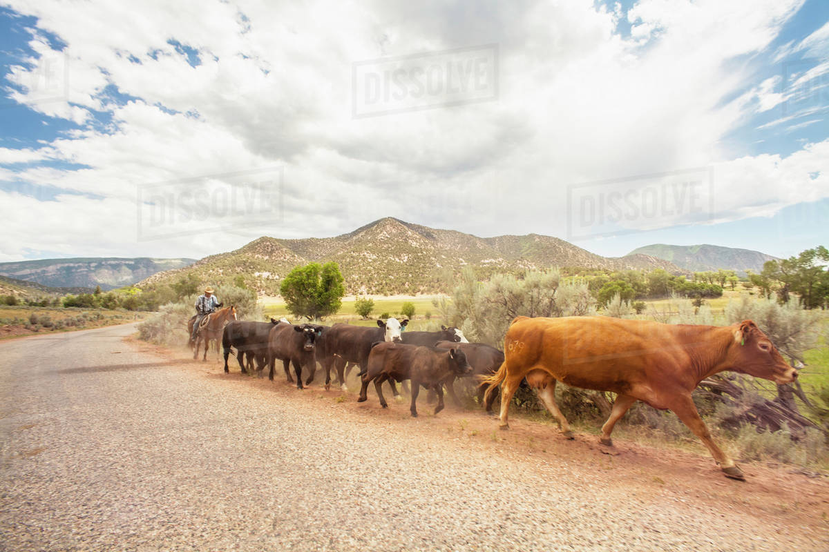 Cowboy with cattle - Royalty-free Stock Photo | Dissolve