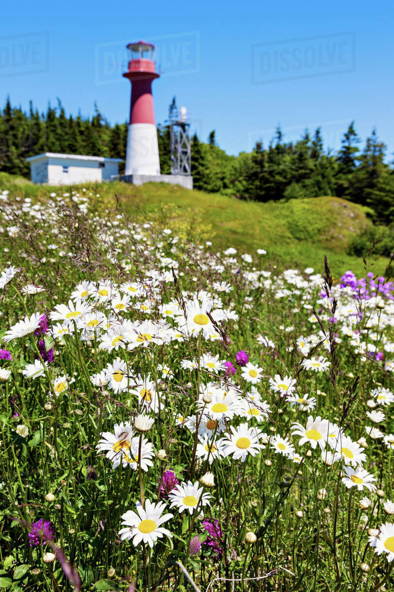 Spring Flowers Lighthouse | Best Flower Site