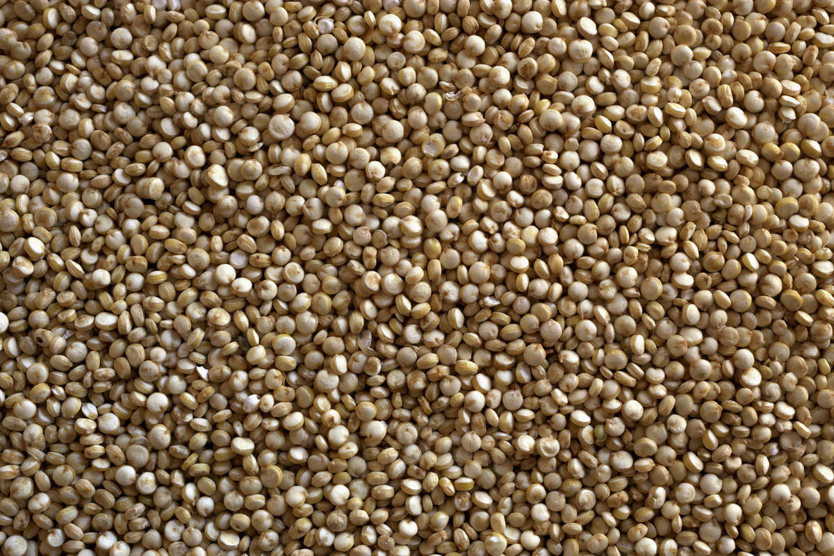 Close up of quinoa - Stock Photo - Dissolve