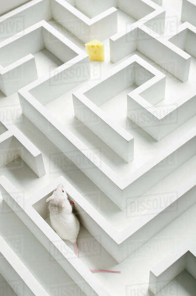 White mouse into labyrinth, studio shot - Royalty-free Stock Photo ...