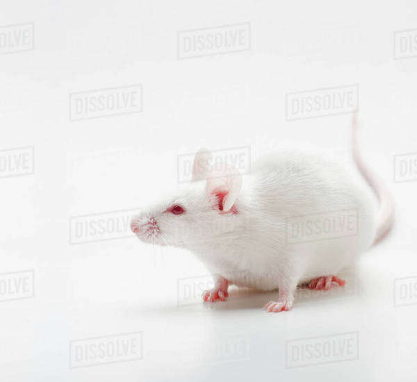 White mouse on white background, studio shot - Stock Photo - Dissolve