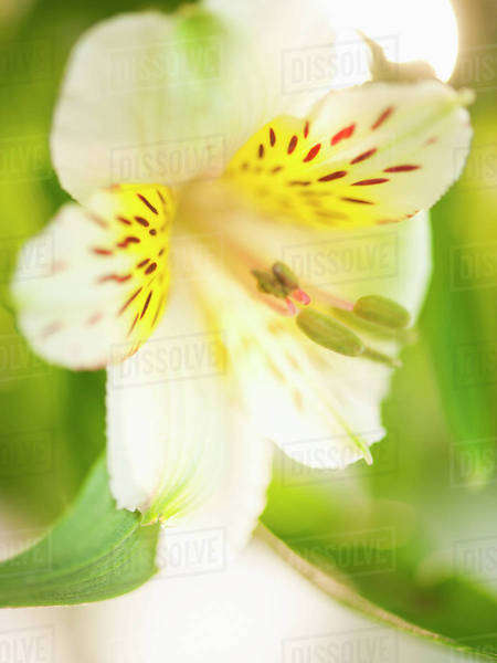 Studio shot of white Alstroe Meria - Royalty-free Stock Photo | Dissolve