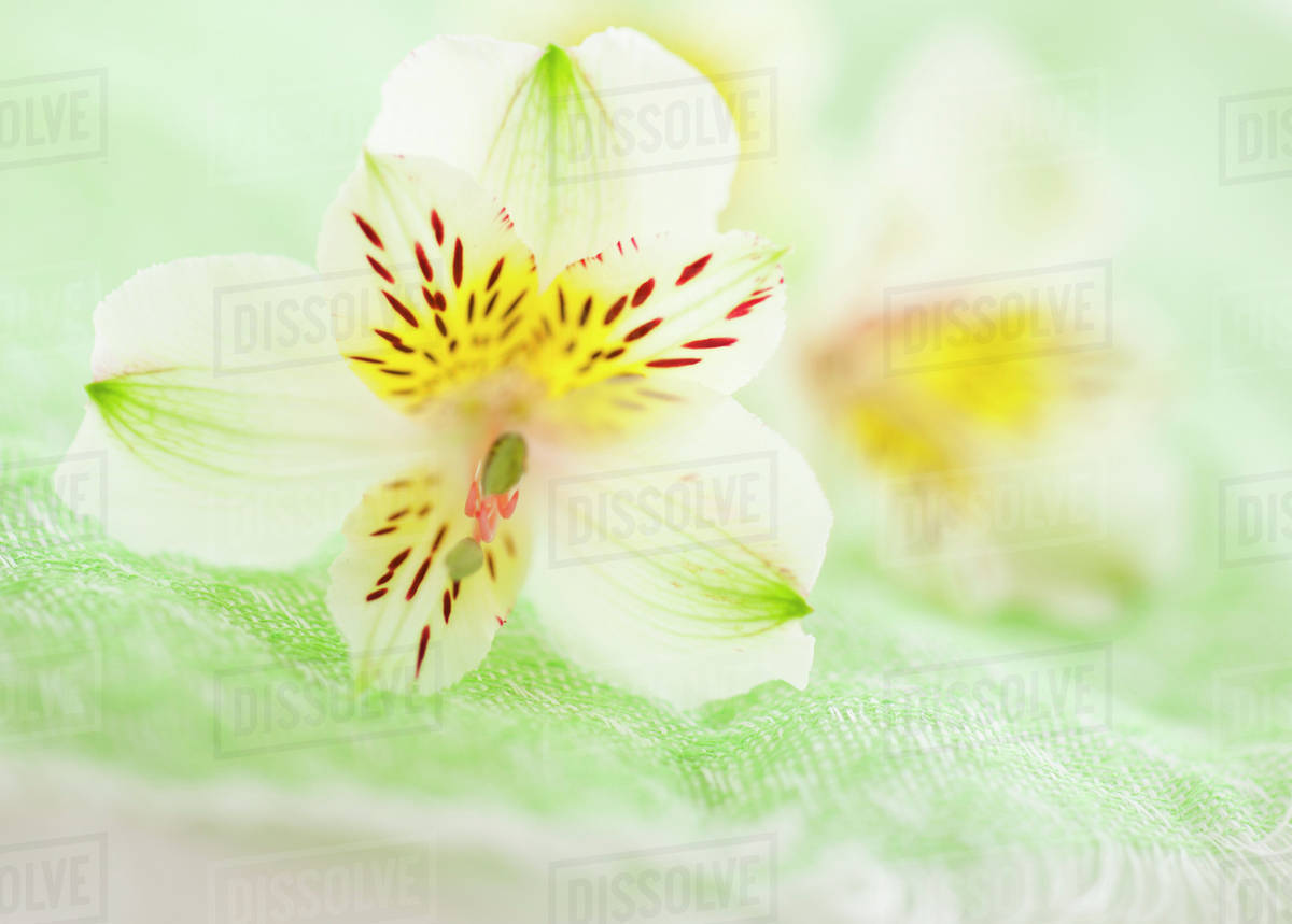 Studio shot of white Alstroe Meria - Royalty-free Stock Photo | Dissolve
