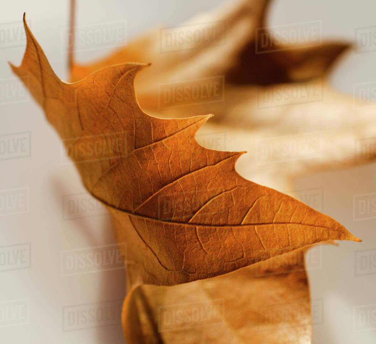 Studio close-up of autumn leaf - Royalty-free Stock Photo | Dissolve