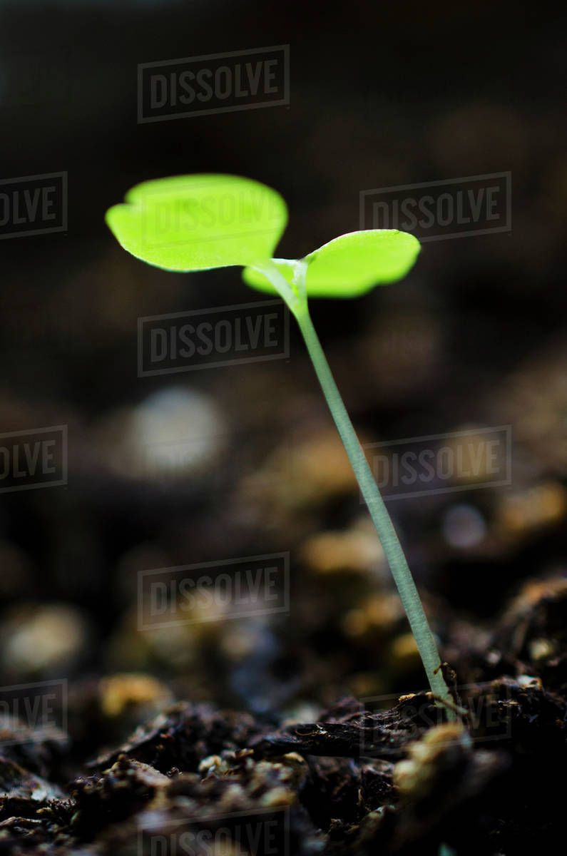 Close-up of seedling - Royalty-free Stock Photo | Dissolve