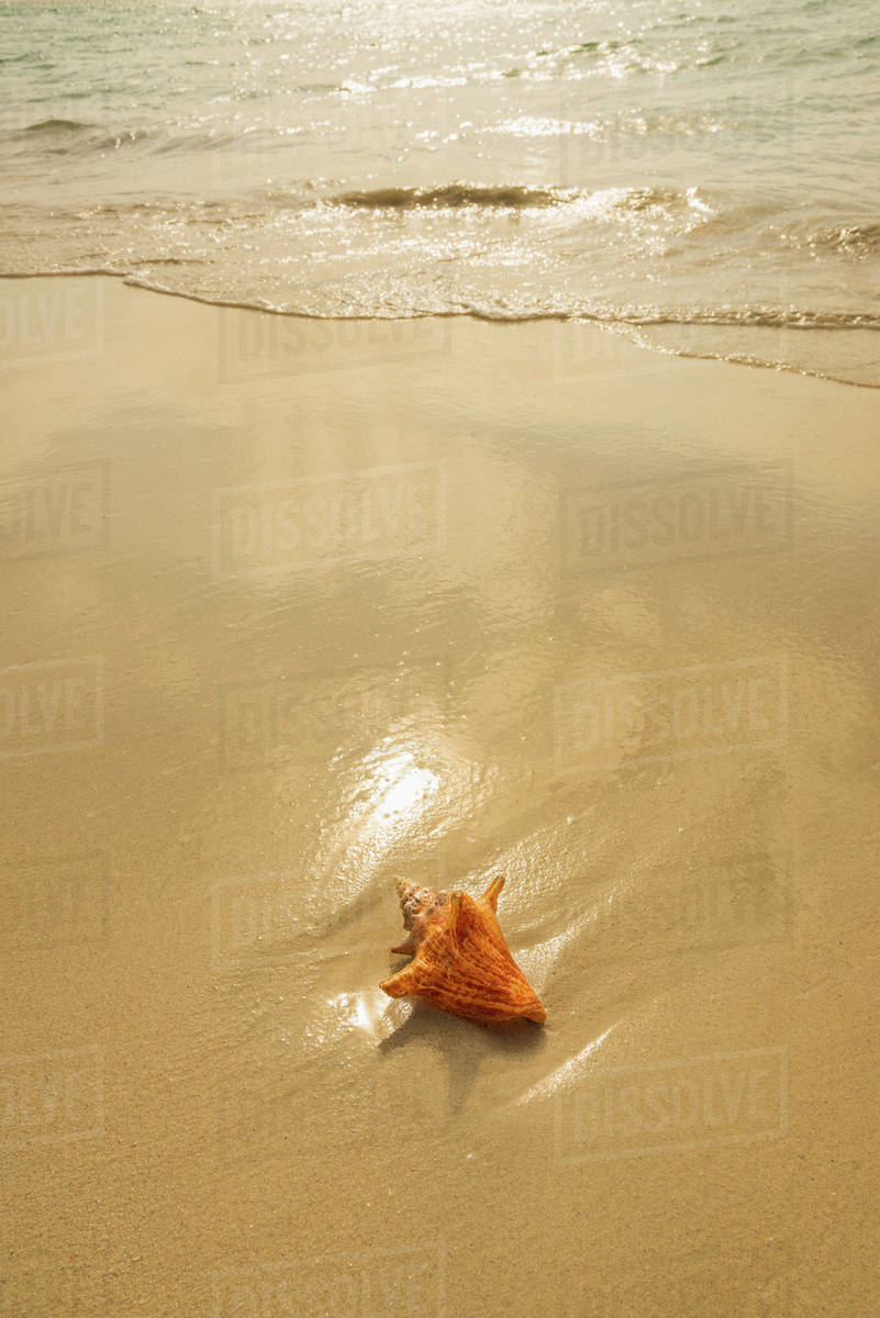 Conch shell on beach - Royalty-free Stock Photo | Dissolve