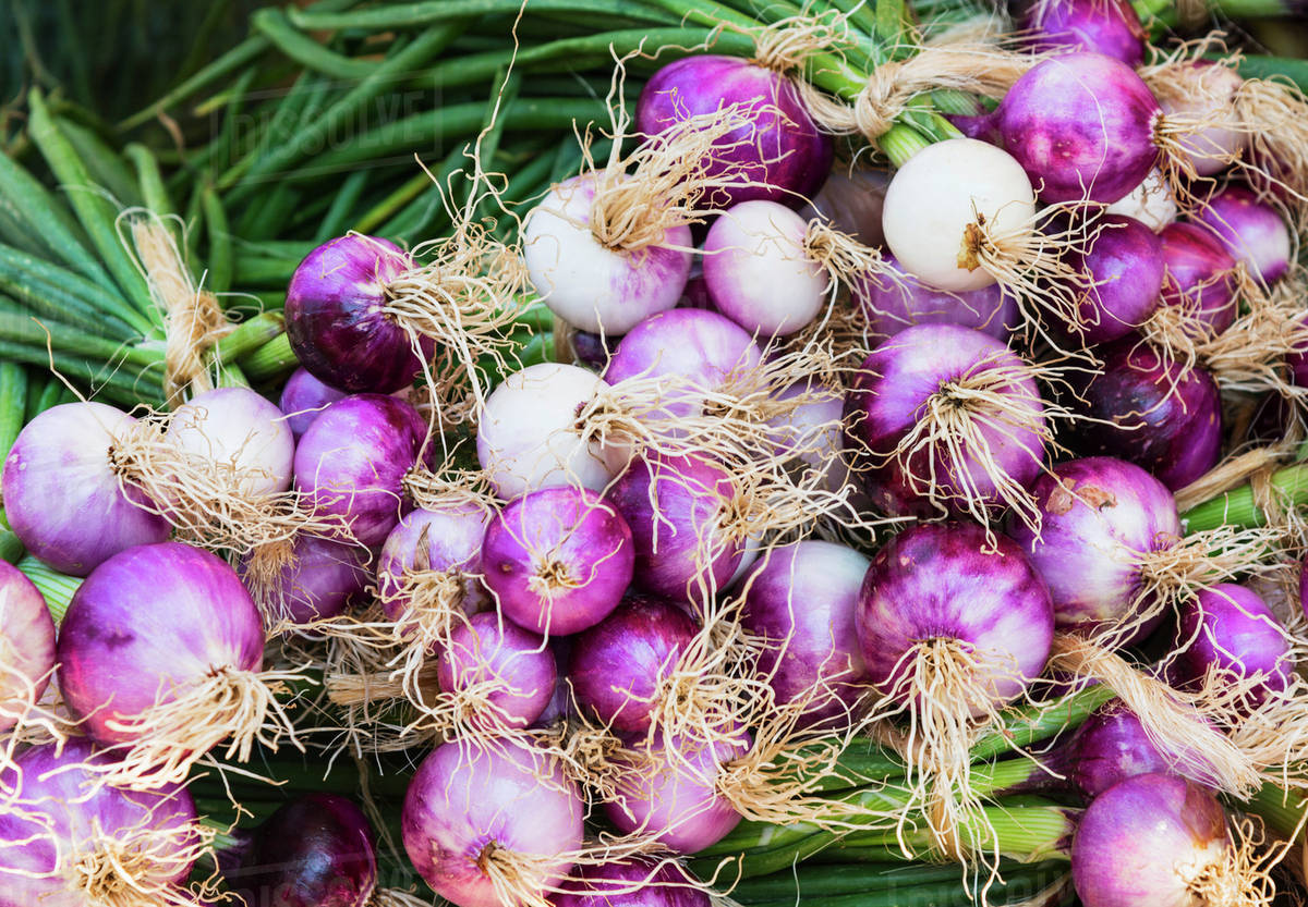 Close-up shot of red onions - Royalty-free Stock Photo | Dissolve
