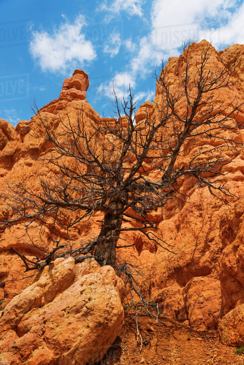Dead tree on rock - Royalty-free Stock Photo | Dissolve