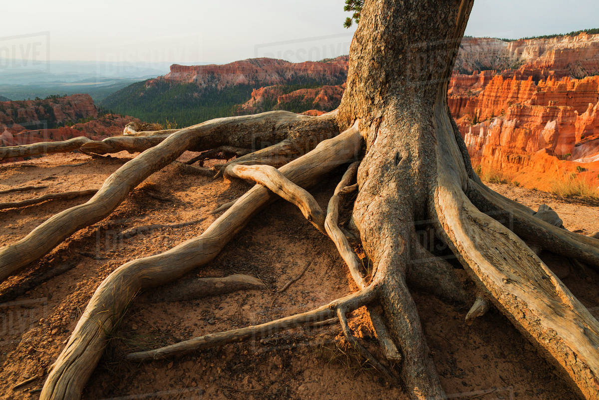 Roots of tree growing at the edge of cliff - Royalty-free Stock Photo ...