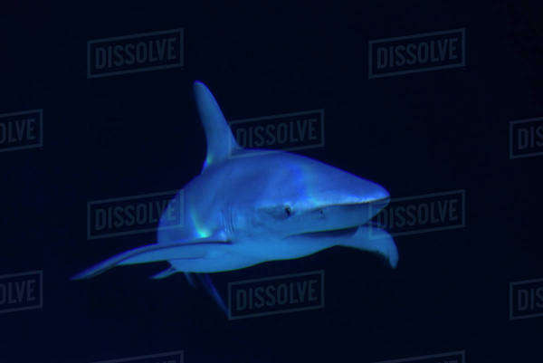 Underwater view of shark in sea - Royalty-free Stock Photo | Dissolve