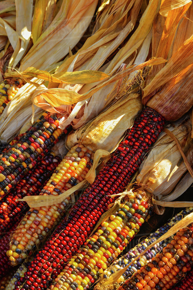 Seasonal indian corn - Royalty-free Stock Photo | Dissolve
