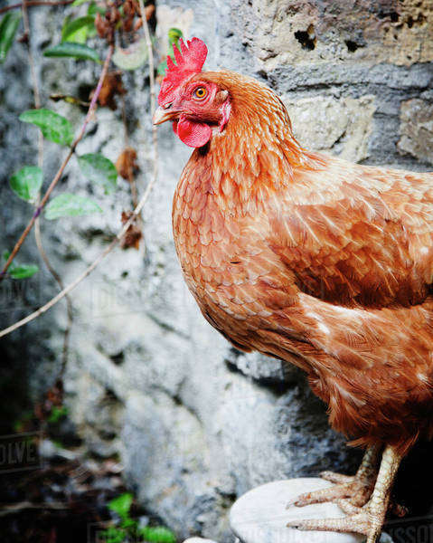 Close up of chicken - Royalty-free Stock Photo | Dissolve