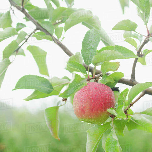 Close up of apple on branch - Stock Photo - Dissolve
