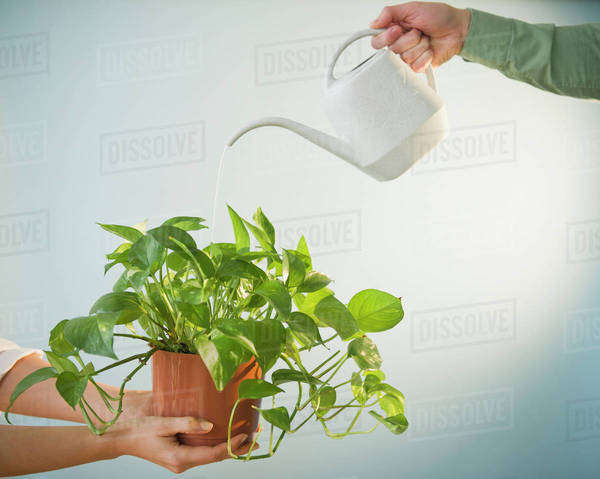 Close up of man's and woman's hands watering potted plant, studio shot ...