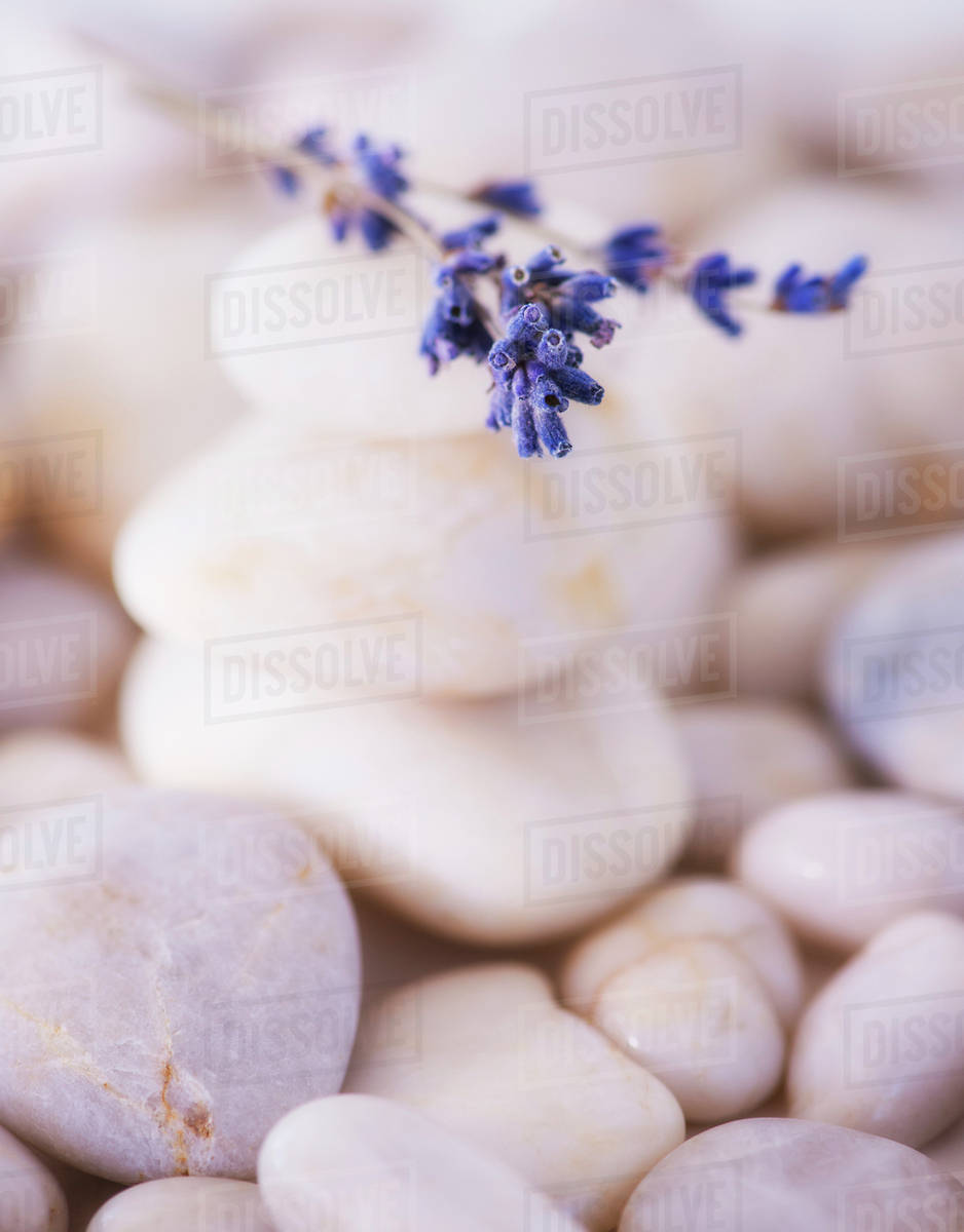 Close up of lavender on pebble stones, studio shot - Royalty-free Stock ...