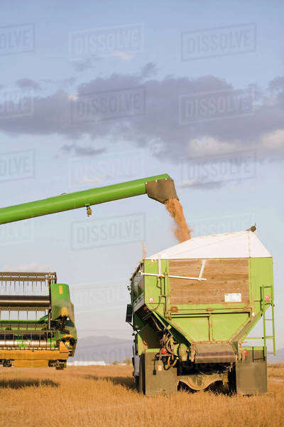 Combining grain - Stock Photo - Dissolve