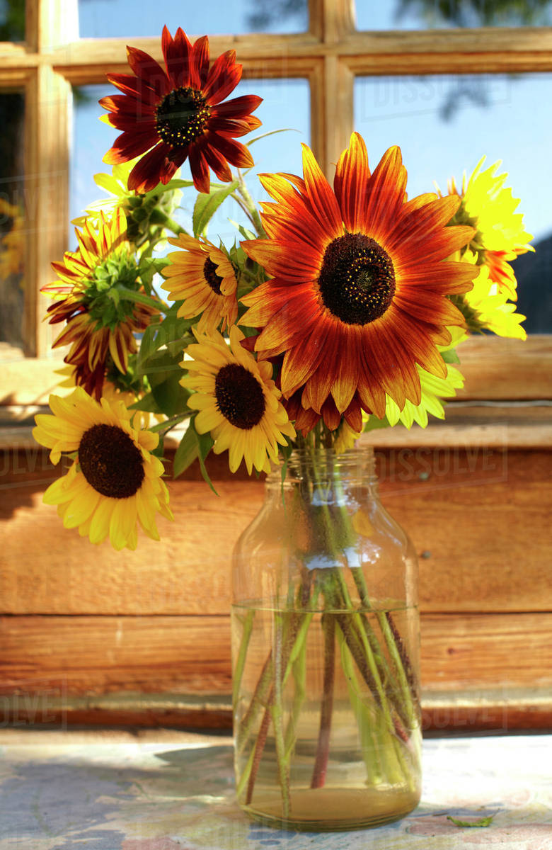 Sunflowers in jar - Royalty-free Stock Photo | Dissolve