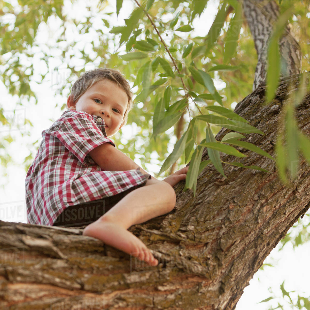 Little boy (2-3) sitting in tree - Royalty-free Stock Photo | Dissolve