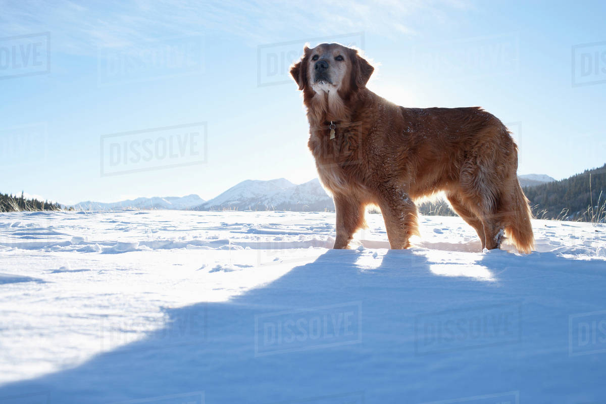 Golden Retriever standing in winter scenery - Stock Photo - Dissolve