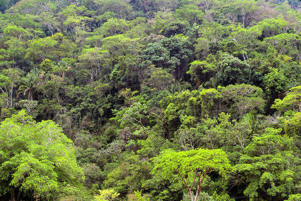 Mexico, Jalisco, Puerto Vallarta, Green forest - Royalty-free Stock ...