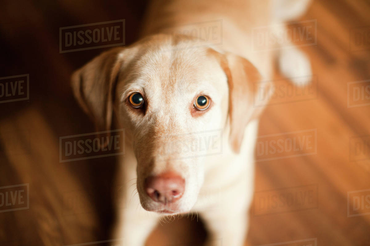 Portrait of beige dog - Royalty-free Stock Photo | Dissolve
