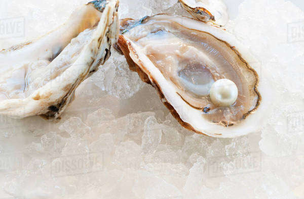 Studio shot of pearl in oyster - Royalty-free Stock Photo | Dissolve