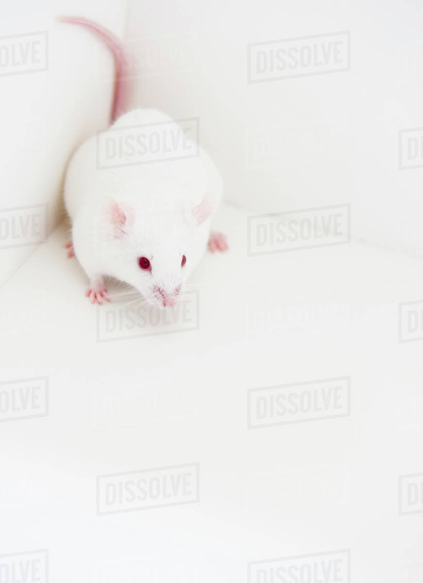 Studio shot of white mouse in corner - Royalty-free Stock Photo | Dissolve