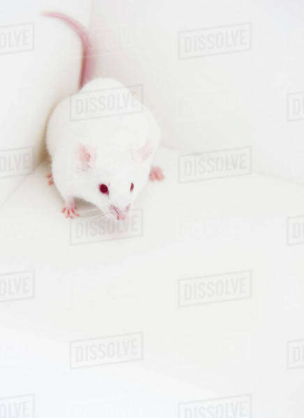 Studio shot of white mouse in corner - Royalty-free Stock Photo | Dissolve