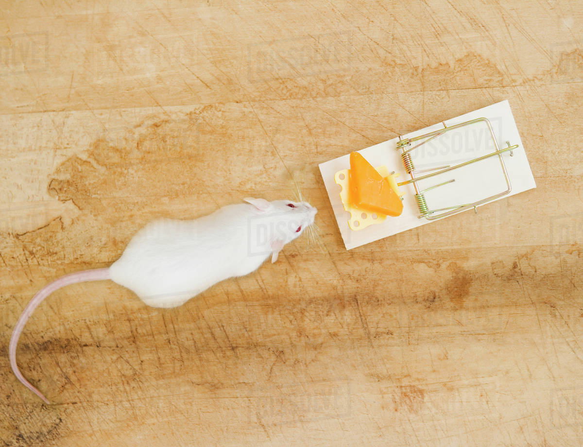 Studio shot of white mouse and mouse trap - Royalty-free Stock Photo ...