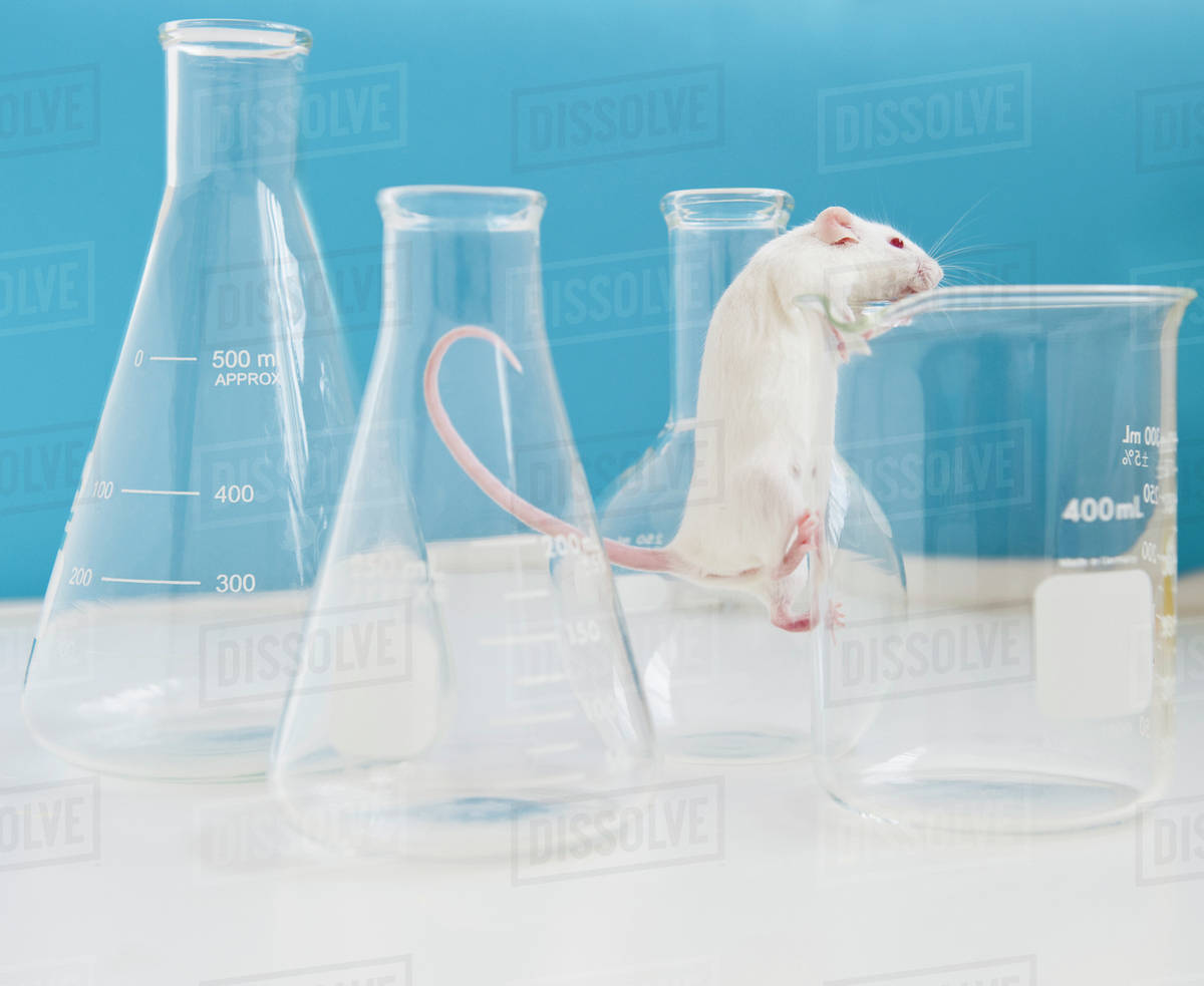 Studio shot of white mouse climbing laboratory vial - Royalty-free ...